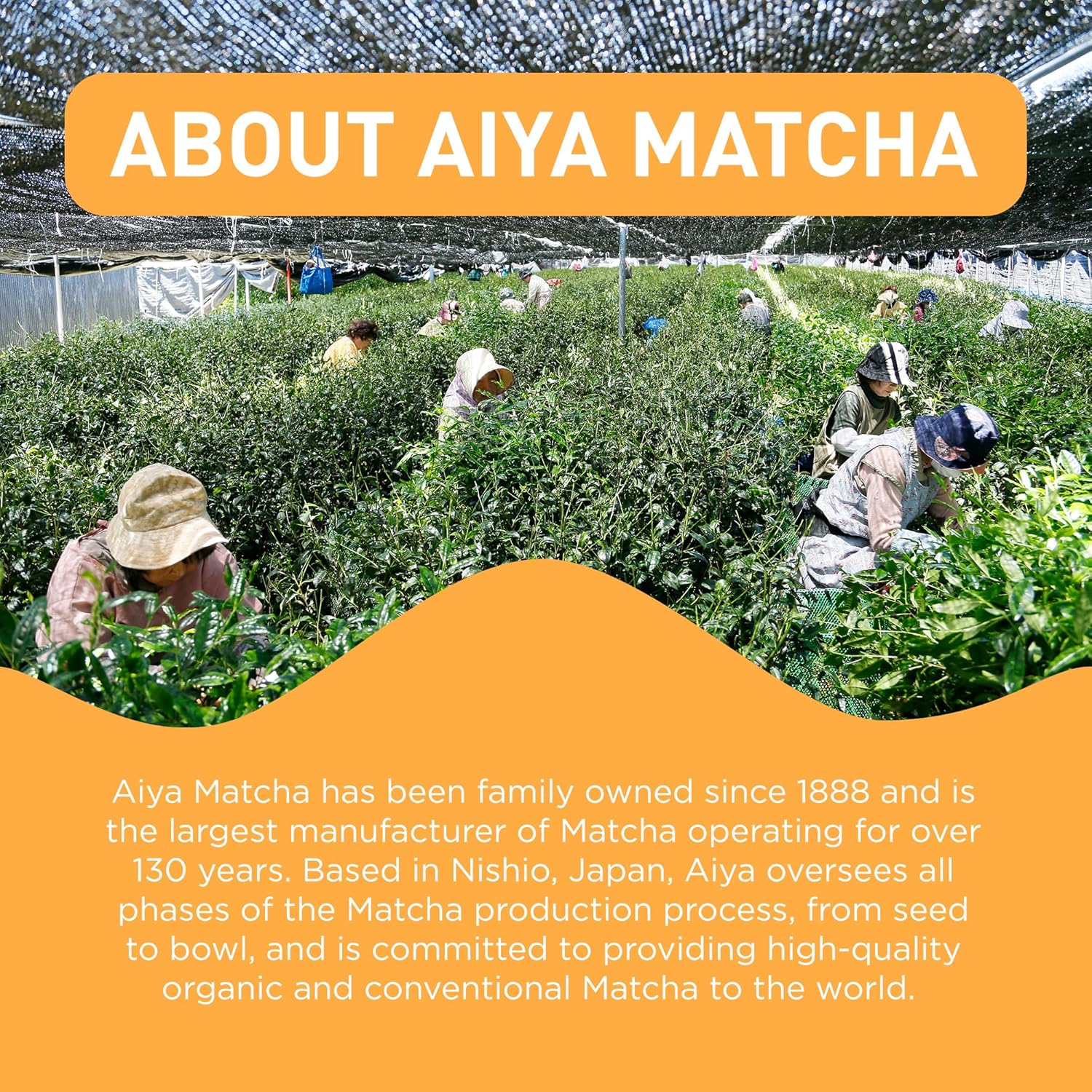 Aiya Matcha Plus Awake Tea – Martie
